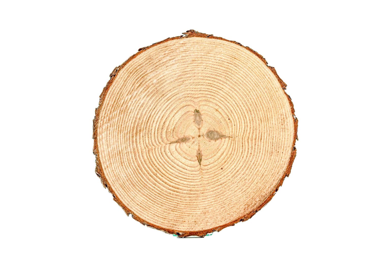 Home - Rustic Wood Slices